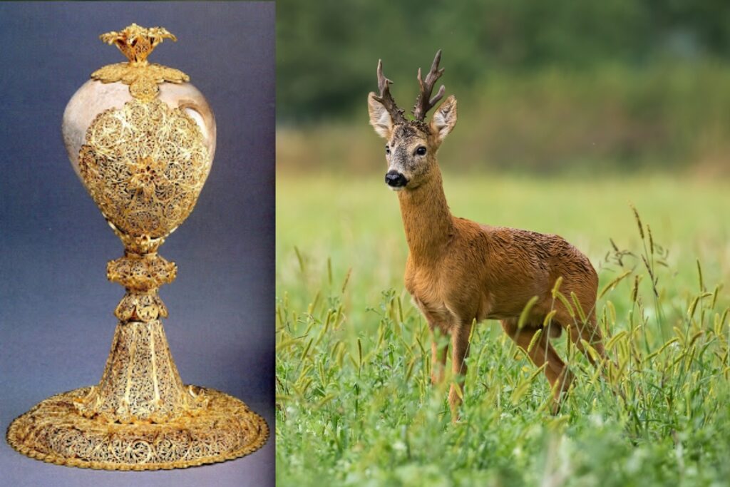 El fascinante mundo de las piedras bezoar en los corzos - Club Tierra ...