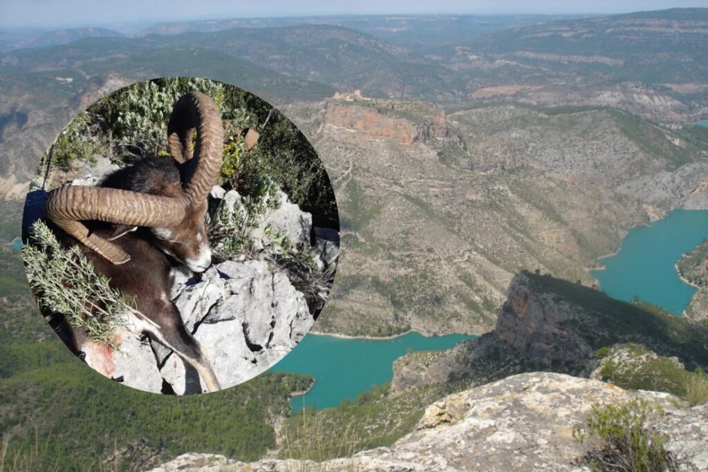 Explora la Reserva Cinegética de la Muela de Cortes de Valencia - Club ...
